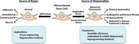 Roles Of Normal And Senescent Mesenchymal Stem Cells Mscs During