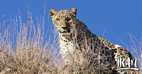 Golestan National Park 2023 Gorgan Golestan Sights Iran Travel And Tourism