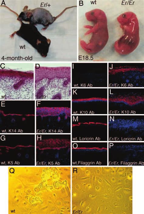 Phenotypes Of Er Mutant Mice A An Er Heterozygous Mouse Top Shows