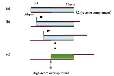 Detecting Illumina Adapters By Complete Overlap A Read 1 R1 And