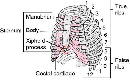 Xiphoid Process Of Sternum