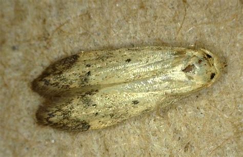 Moths Of North Carolina