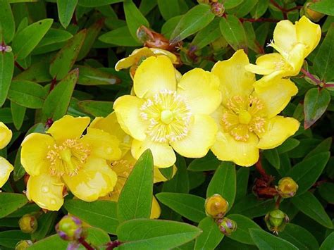 75 X 1 2ft Hypericum Hidcote St Johns Wort Field Grown Bare Root