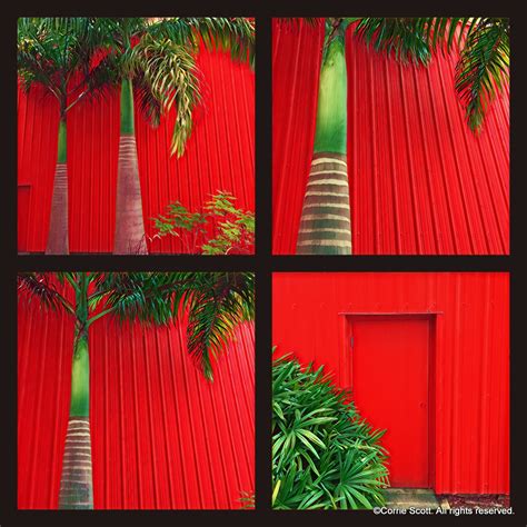 Corrie Scott Thebarbadosphotographicsociety