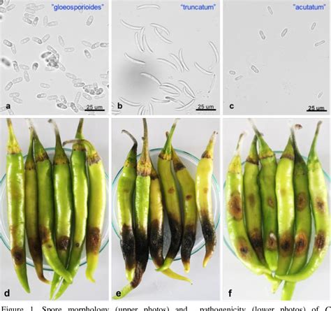 Figure 1 From Pepper Anthracnose In The Philippines Knowledge Review And Molecular Detection Of