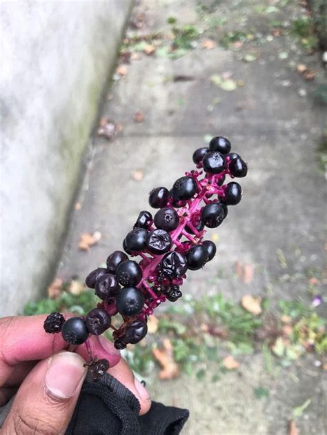 Is Pokeweed Poisonous To Touch Balcony Garden Web