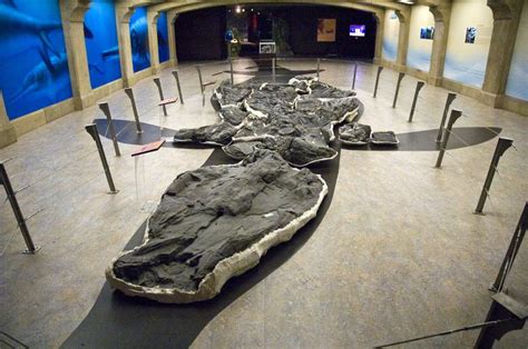 Szastazaur Shastasaurus Czas Tytanów
