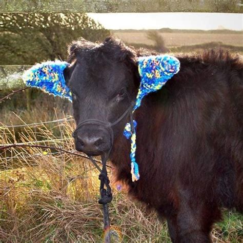 Frog Assassination Association On Tumblr