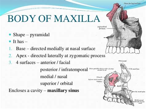 Maxilla Anatomy Development And Surgical Anatomy