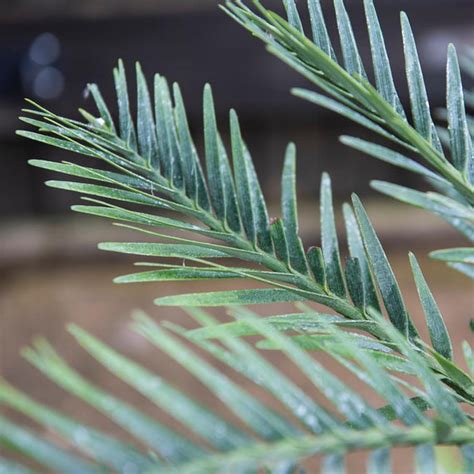 Wollemi Pine Tree T Buy A Rare Historical Wollemia Nobilis