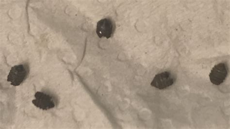 Rejuvenating My Tal 200k Klevtsov Cassegrain Cats And Casses Cloudy