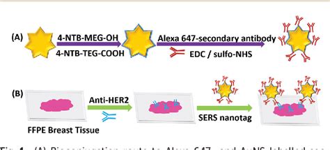 Figure 1 From Isers Microscopy Guided By Wide Field Immunofluorescence