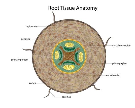 Educational Biology Illustration Showing The Anatomy Of Plant Root