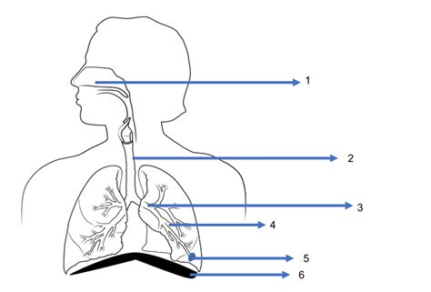 Diagram Of Labelling The Lung Quizlet