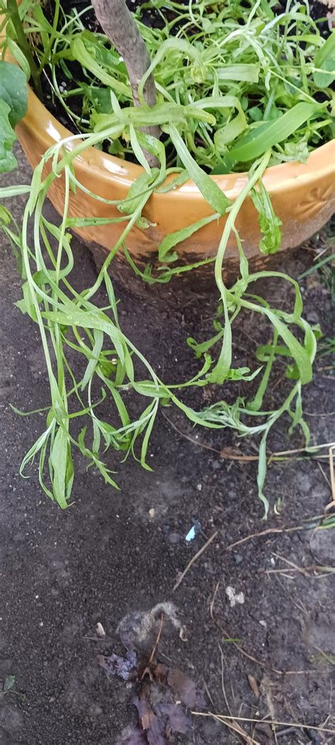 can t figure this out r whatsthisplant