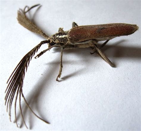 Cerambycid Beetle Beautiful Bugs