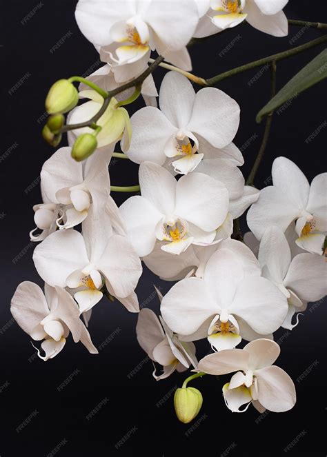 Premium Photo Floral Vertical Background White Orchid Flowers On A