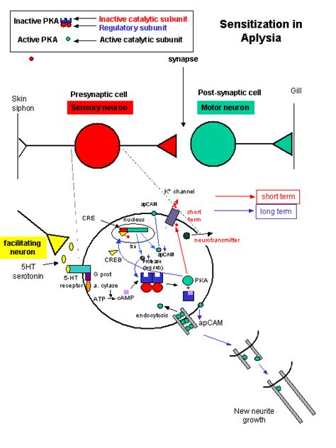 Bc Online 9e Memory And Learning In Aplysis