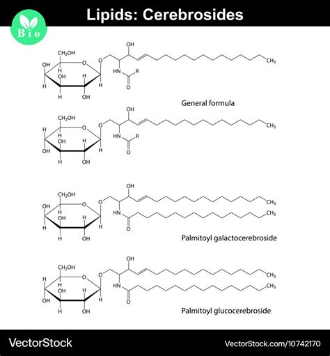 Cerebroside Molecules Royalty Free Vector Image
