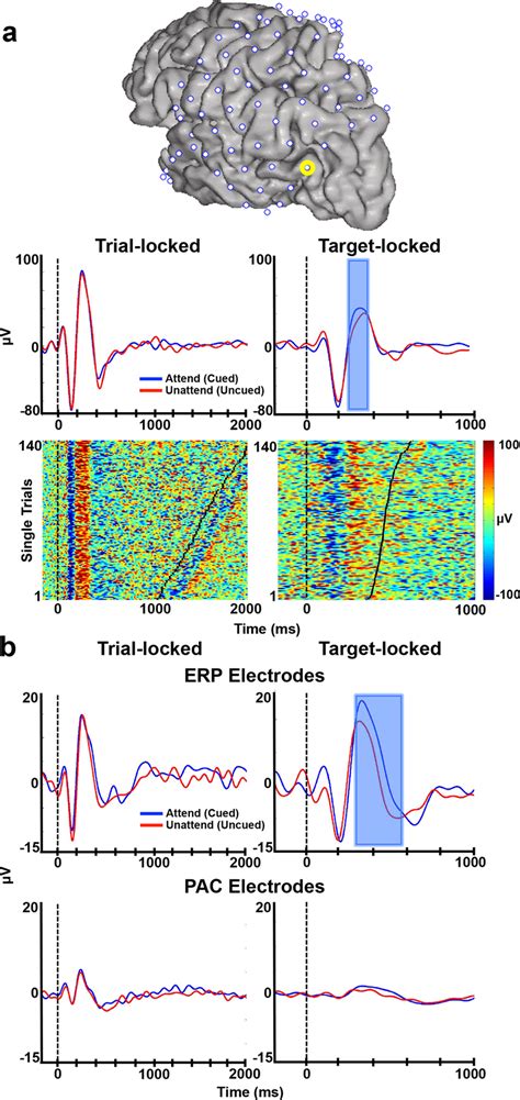 Erps During Attentional Allocation A Single Trial And Averaged Erps Download Scientific