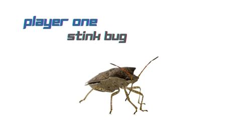 Stink Bug Vs Bed Bugs Key Facts To Know School Of Bugs