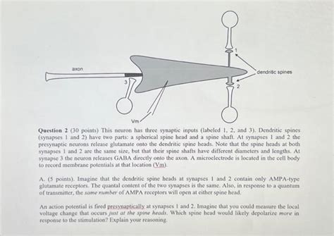 Solved Question 2 30 Points This Neuron Has Three Synaptic