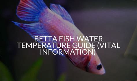 Betta Fish Water Conditions Faq Betta Care Fish Guide