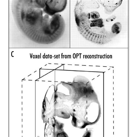 optical projection tomography optical projection tomography opt has