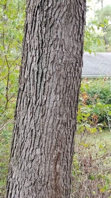 Black Walnut Tree Facts Identification Grow And Care Growit Buildit