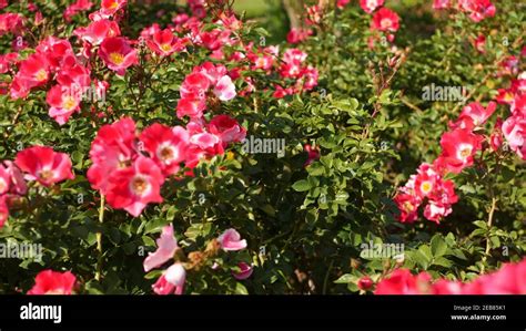 English Roses Garden Rosarium Floral Background Tender Flowers
