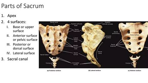 Sacrum Bone Auricular Surface