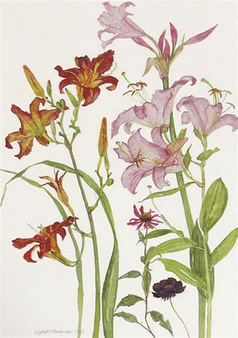 Elizabeth Blackadder Day Lilies Postmark