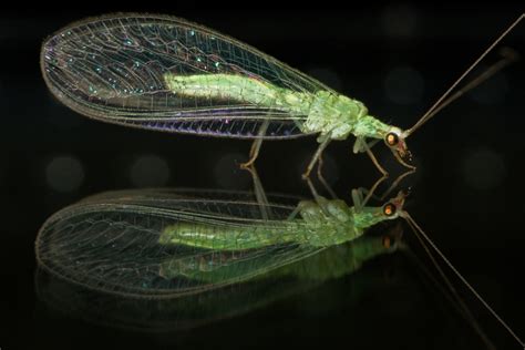 Flickriver Photoset Neuroptera By Macropoulos