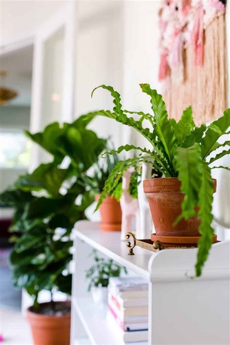 15 Best Bathroom Plants That Love Humidity Paisley Plants