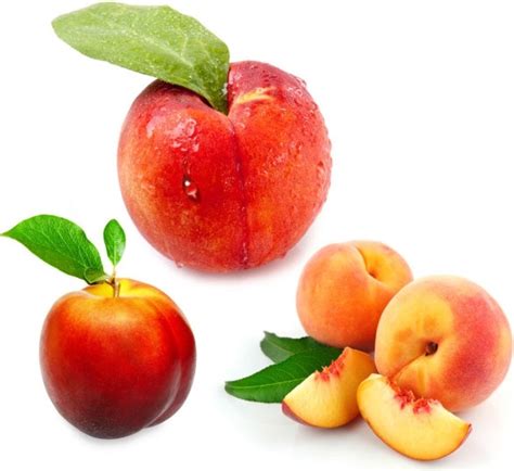 Reciprocated Definition Picture 3p 167337 Photos Free Download