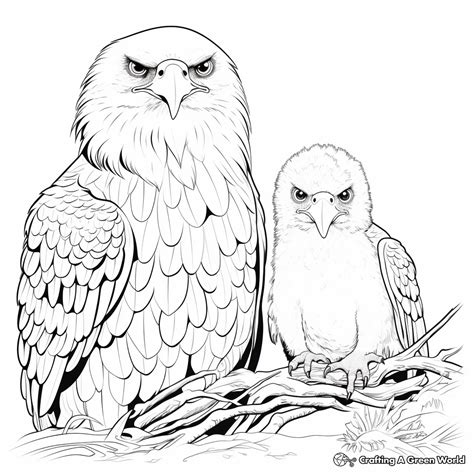 Flying Eagle Coloring Pages Free And Printable