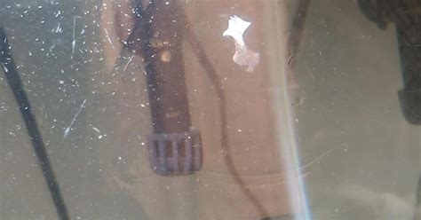 Nudibranch Or Flatworm Album On Imgur