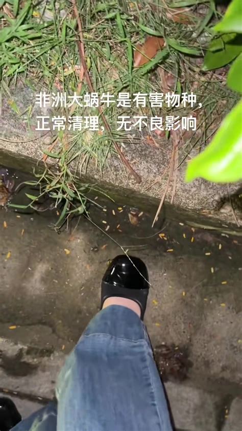 Crush Snail Pests In Flats