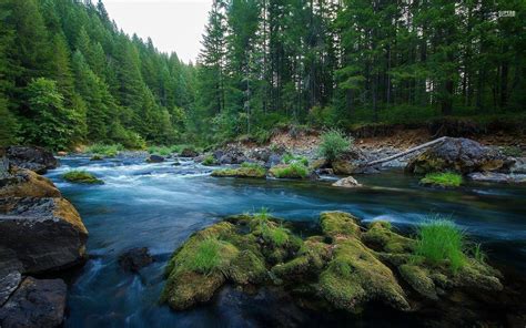 Forest Creek 4k Wallpapers Top Free Forest Creek 4k Backgrounds
