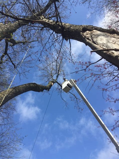 Services Western Mass Tree Care