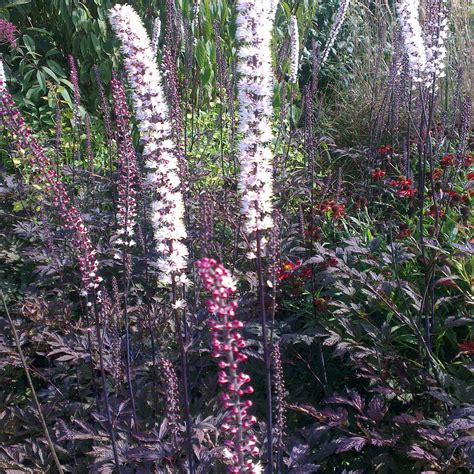 Actaea Simplex Chocoholic Urban Jungle Plant Nursery