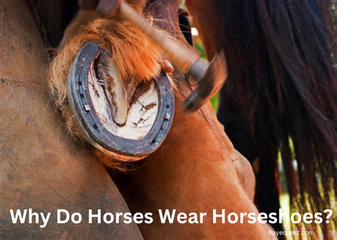 Why Do Horses Have Manes 6 Fascinating Reasons Explained