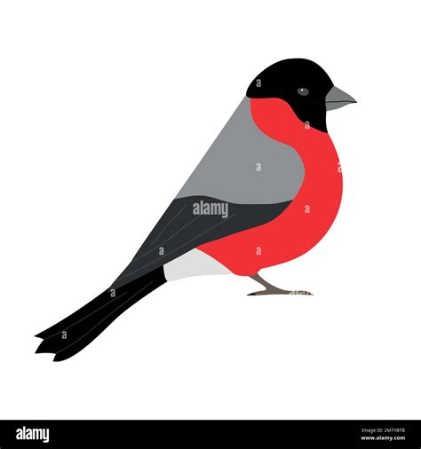 Vector Hand Drawn Flat Bullfinch Bird Stock Vector Image And Art Alamy