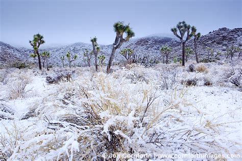 Joshua Tree Snow 1 Photo Picture Print Cornforth Images