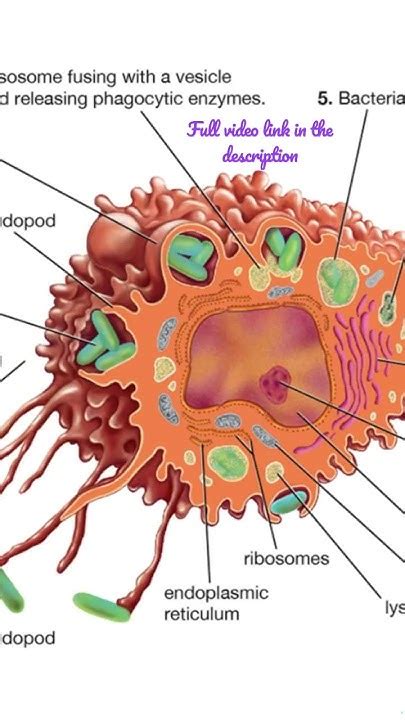 Structure Of Mononuclear Phagocyte Anatomy Mbbs Education Youtube