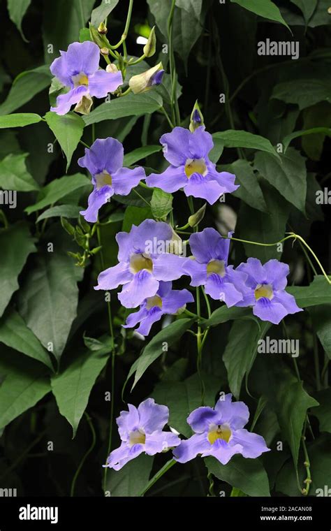 Thunbergia Laurifolia