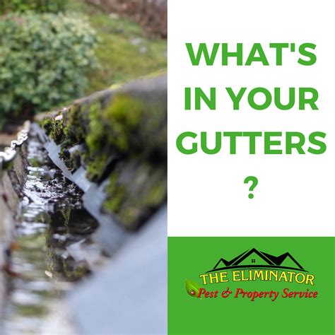 The Eliminator Pest And Property Services Lyndonville Vt