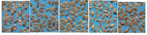 high performance wheat quality grain analyzer lab use