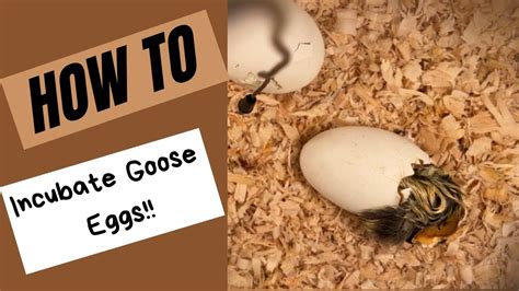 Goose Eggs Hatching