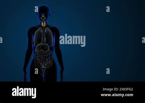 Thyroid Surgery Anatomy Stock Videos And Footage Hd And 4k Video Clips